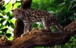 Margay Cat - Facts, Size, Habitat, Diet, Kitten, Pictures