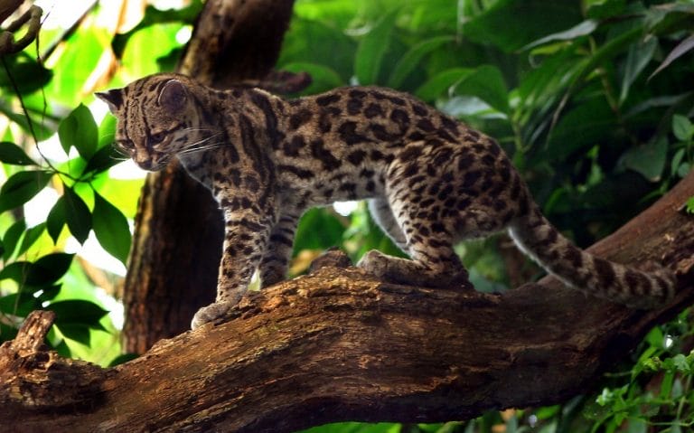 Margay Cat - Facts, Size, Habitat, Diet, Kitten, Pictures