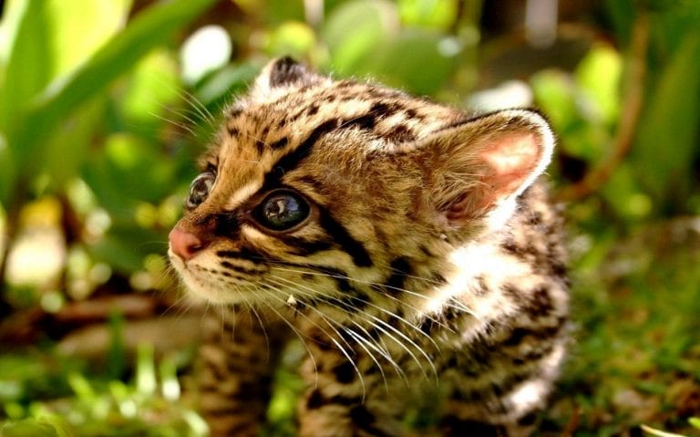 Margay Cat - Facts, Size, Habitat, Diet, Kitten, Pictures