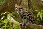 Margay Cat - Facts, Size, Habitat, Diet, Kitten, Pictures