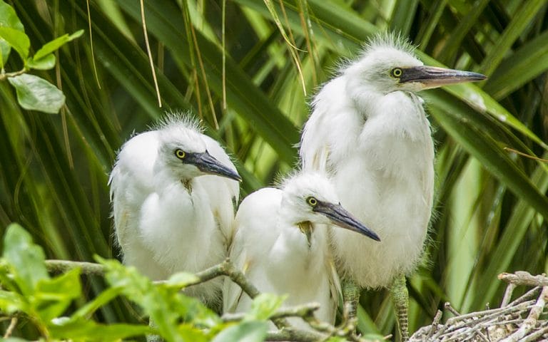 Snowy Egret - Facts, Habitat, Migration, Adaptations, Pictures, and More