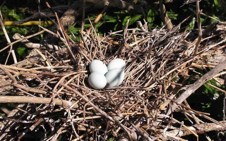 Snowy Egret - Facts, Habitat, Migration, Adaptations, Pictures, and More