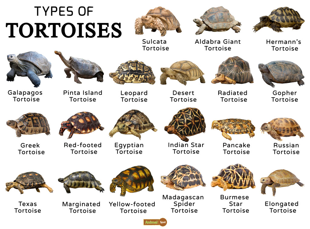 Types Of Pet Turtles Types Of Pet Turtles