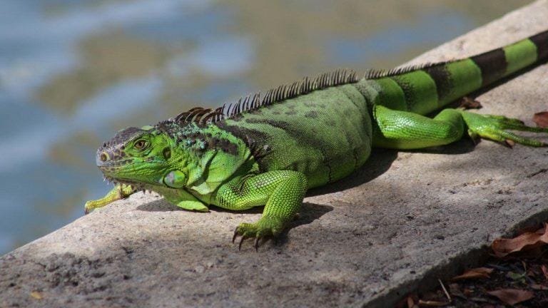Green Iguana - Facts, Habitat, Size, Lifespan, Diet, Pictures, and More