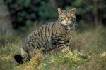 Wild Cat Facts, Types, Classification, Lifespan, Habitat, Diet, Pictures