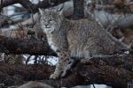 Wild Cat Facts, Types, Classification, Lifespan, Habitat, Diet, Pictures