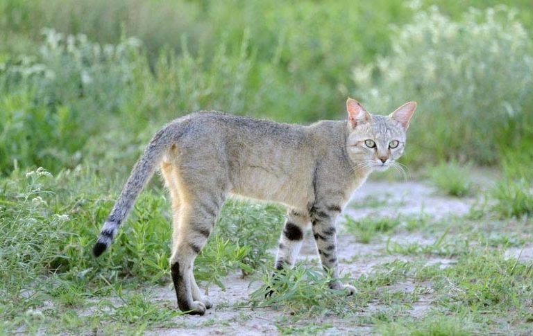 Wild Cat Facts, Types, Classification, Lifespan, Habitat, Diet, Pictures