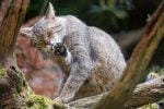 Wild Cat Facts Types Classification Lifespan Habitat Diet Pictures
