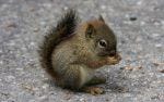 Squirrel Facts, Types, Diet, Lifespan, Habitat, Behavior, Pictures
