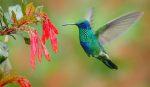 Hummingbird Facts, Types, Lifespan, Habitat, Diet, Behavior
