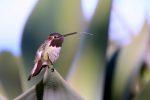 Hummingbird Facts, Types, Lifespan, Habitat, Diet, Behavior