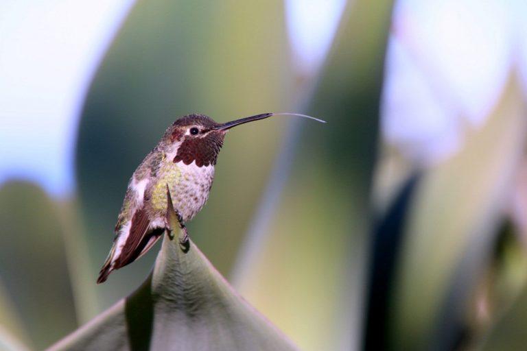Hummingbird Facts, Types, Lifespan, Habitat, Diet, Behavior