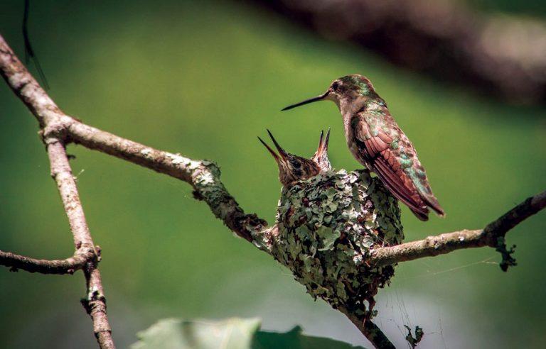 Hummingbird Facts, Types, Lifespan, Habitat, Diet, Behavior