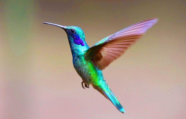 Hummingbird Facts, Types, Lifespan, Habitat, Diet, Behavior