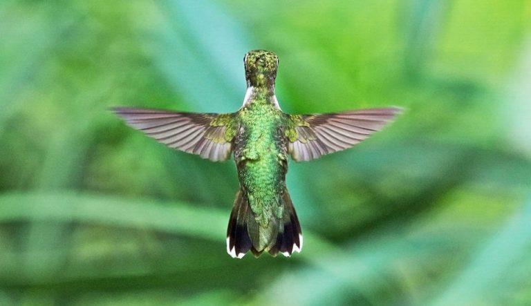 Hummingbird Facts, Types, Lifespan, Habitat, Diet, Behavior
