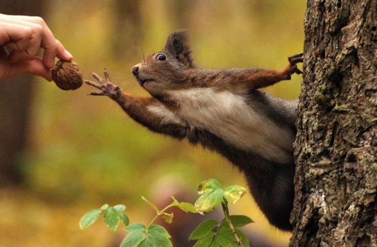 Squirrel Facts, Types, Diet, Lifespan, Habitat, Behavior, Pictures