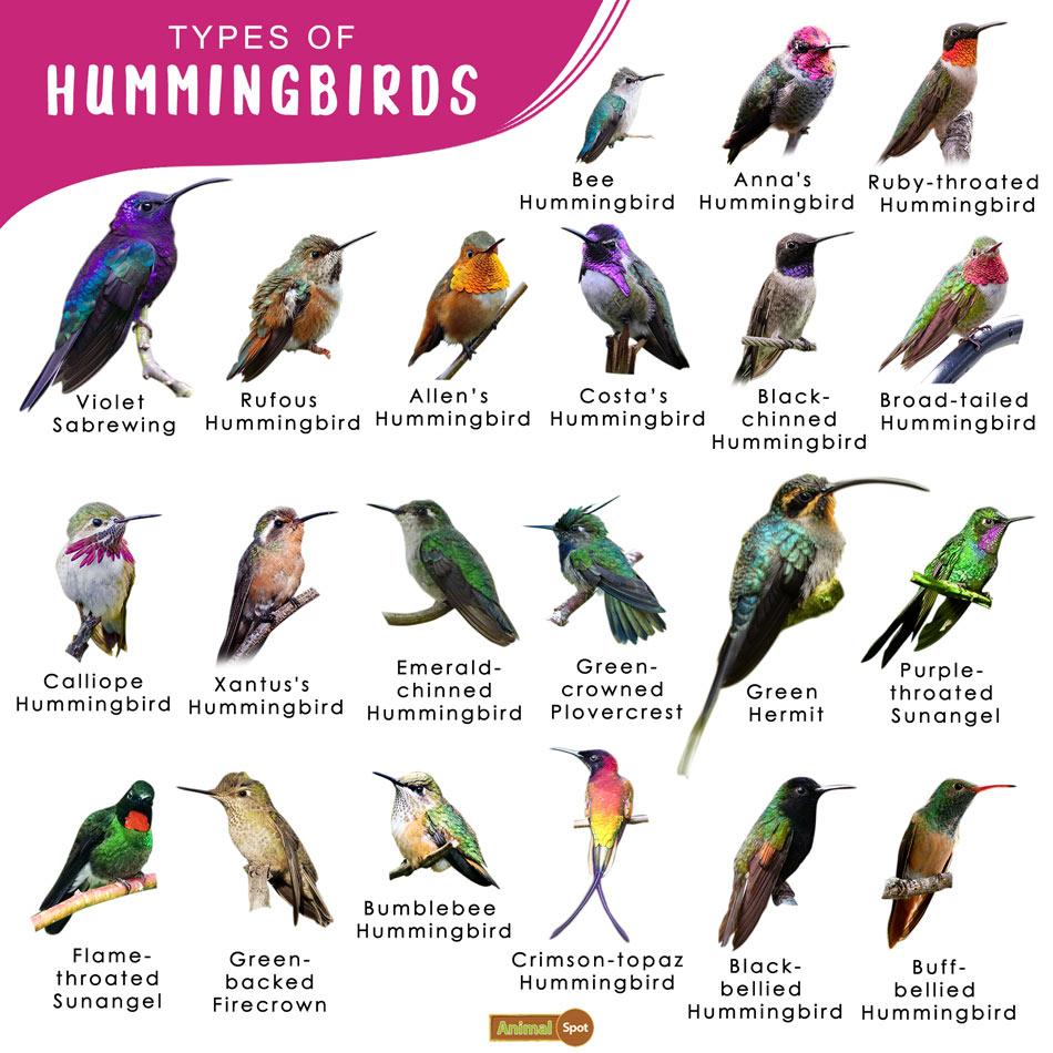 Melanistic Hummingbird