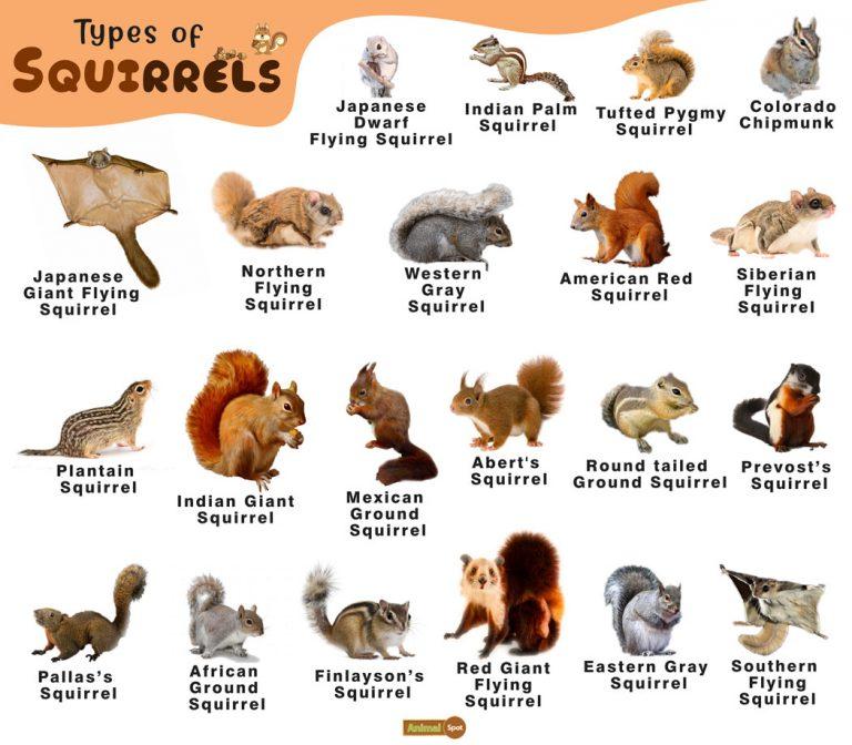 Squirrel Facts, Types, Diet, Lifespan, Habitat, Behavior, Pictures