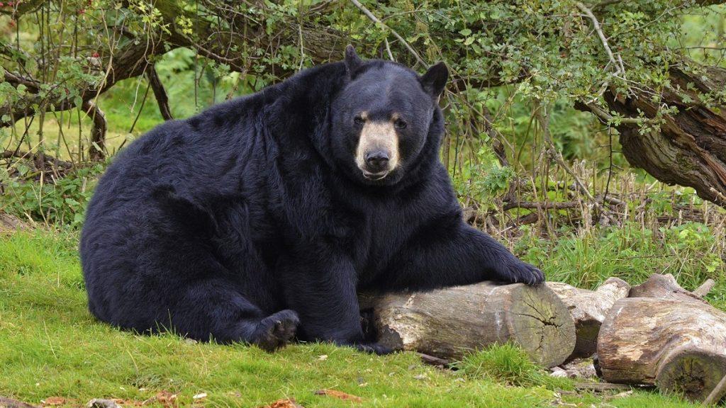 American Black Bear – Facts, Habitat, Diet, Adaptations, Pictures