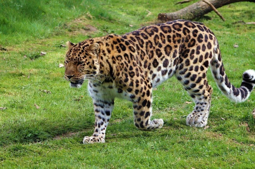 Persian Leopard Facts, Habitat, Diet, Behavior, Conservation