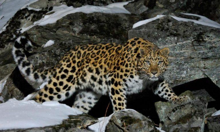 Amur Leopard – Facts, Habitat, Population, Diet, Pictures, and More