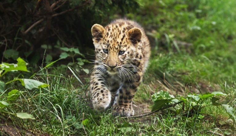 Amur Leopard – Facts, Habitat, Population, Diet, Pictures, and More
