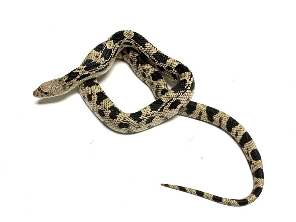 Pine Snake – Facts, Description, Habitat, Diet, Pictures, and More