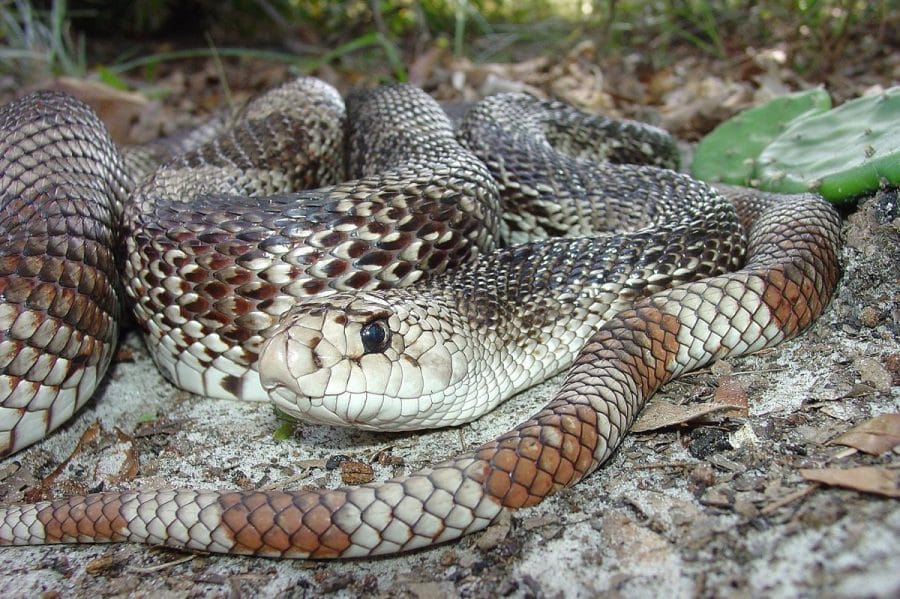 Pine Snake – Facts, Description, Habitat, Diet, Pictures, and More