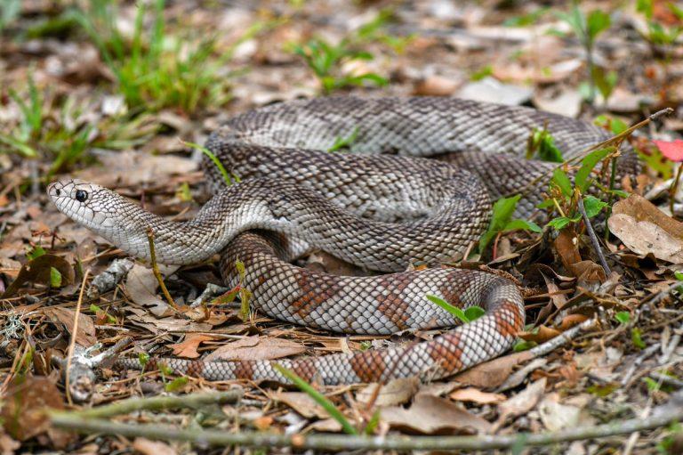 Pine Snake – Facts, Description, Habitat, Diet, Pictures, and More