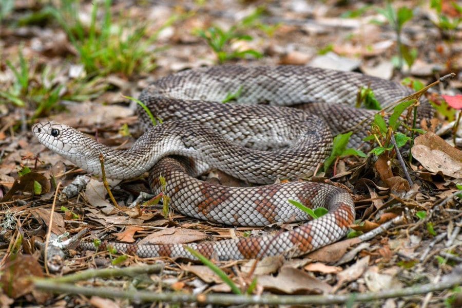 Pine Snake – Facts, Description, Habitat, Diet, Pictures, and More