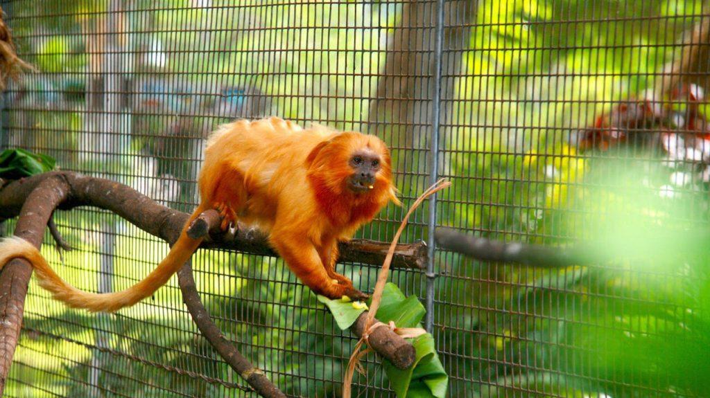 Golden Lion Tamarin – Facts, Description, Conservations Status, Pictures