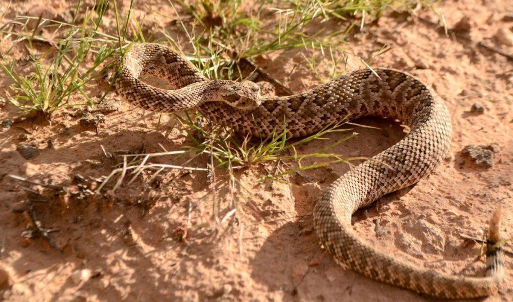 Mojave Green Rattlesnake - Facts, Description, Range, Pictures, and More