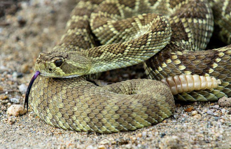Mojave Green Rattlesnake - Facts, Description, Range, Pictures, and More