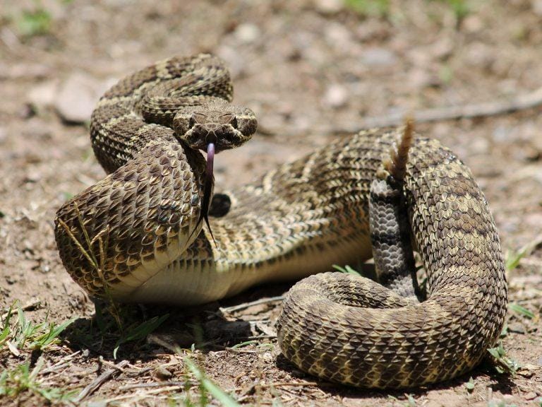 Mojave Green Rattlesnake - Facts, Description, Range, Pictures, and More