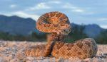 Mojave Green Rattlesnake - Facts, Description, Range, Pictures, and More