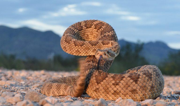 Mojave Green Rattlesnake - Facts, Description, Range, Pictures, and More