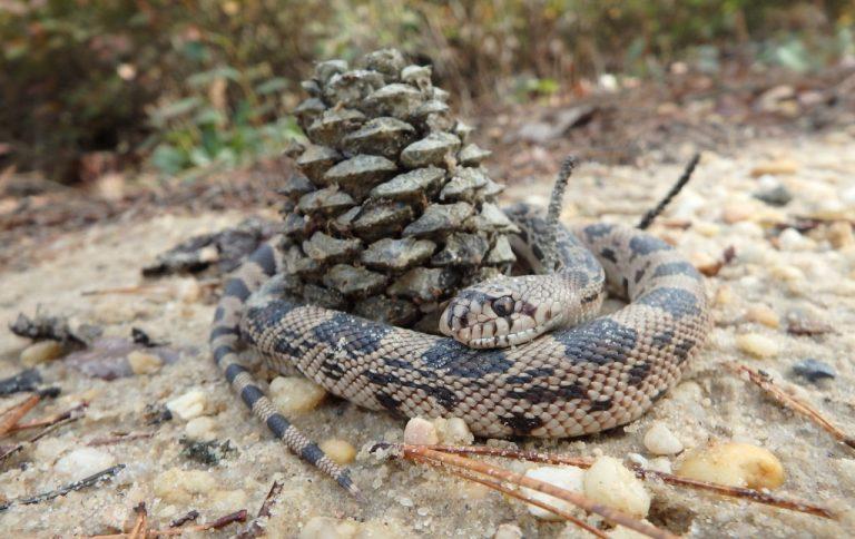 Pine Snake – Facts, Description, Habitat, Diet, Pictures, and More