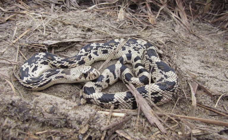 Pine Snake – Facts, Description, Habitat, Diet, Pictures, and More