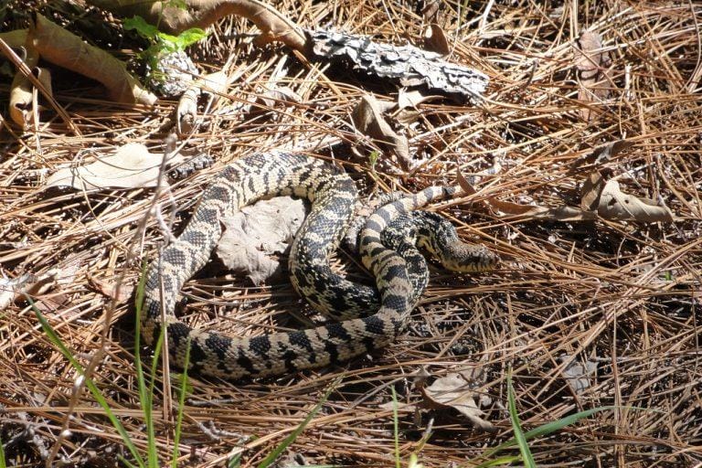Pine Snake – Facts, Description, Habitat, Diet, Pictures, and More