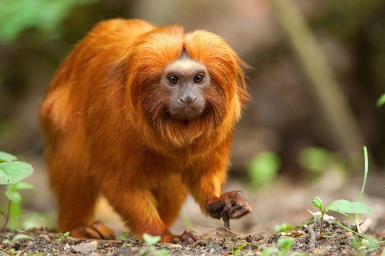 Golden Lion Tamarin – Facts, Description, Conservations Status, Pictures