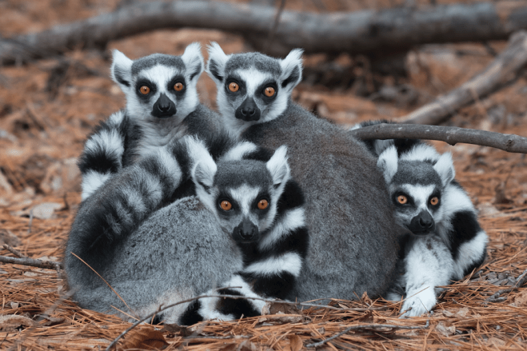 Ring Tailed Lemur – Facts, Habitat, Diet, Pictures, and More