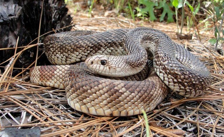 Pine Snake – Facts, Description, Habitat, Diet, Pictures, and More