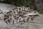 Pine Snake – Facts, Description, Habitat, Diet, Pictures, and More