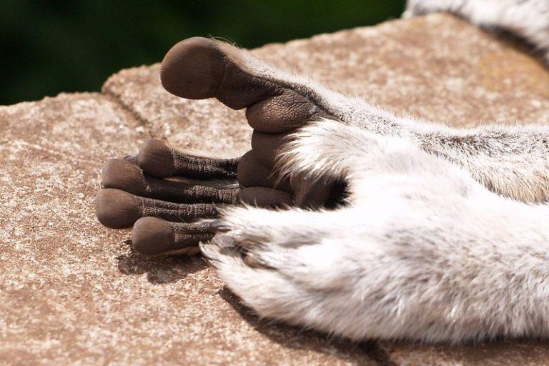 Ring Tailed Lemur – Facts, Habitat, Diet, Pictures, and More