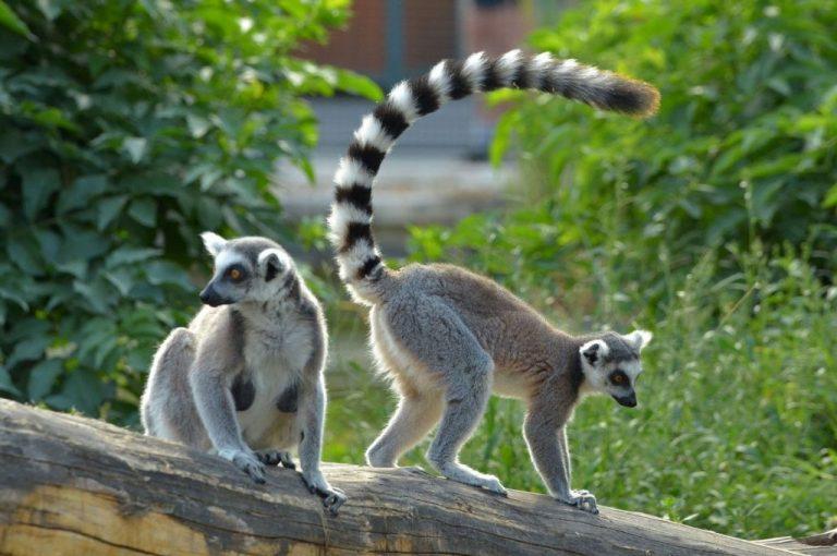 Ring Tailed Lemur – Facts, Habitat, Diet, Pictures, and More