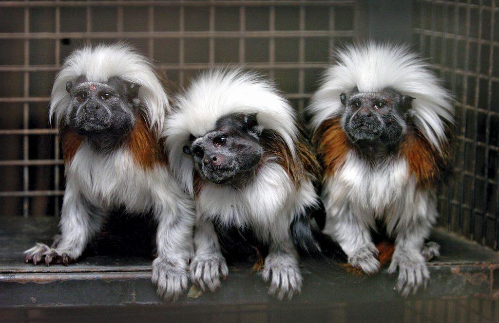 Cotton Top Tamarin – Facts, Description, Conservations Status, Pictures