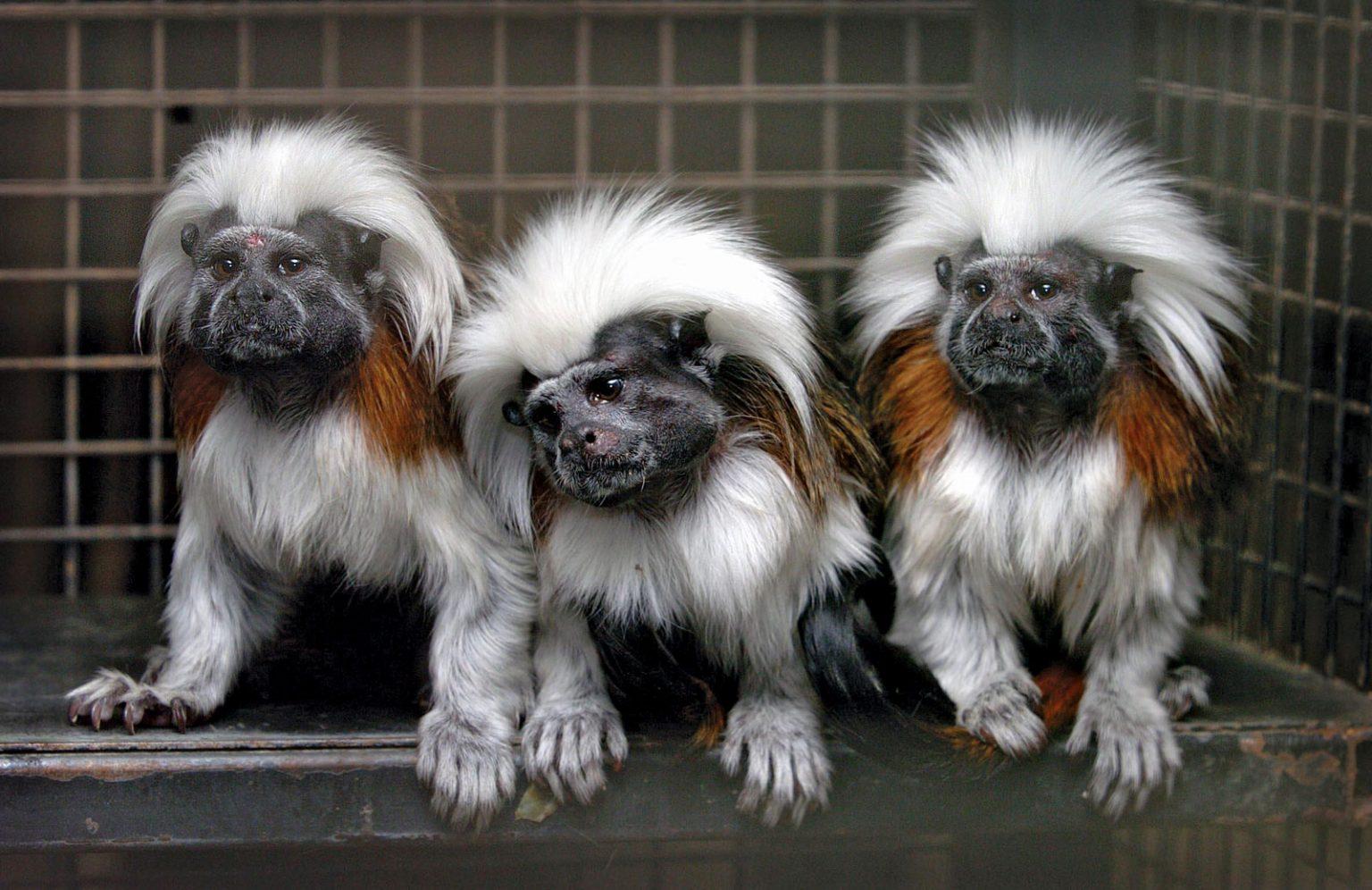 Cotton Top Tamarin – Facts, Description, Conservations Status, Pictures