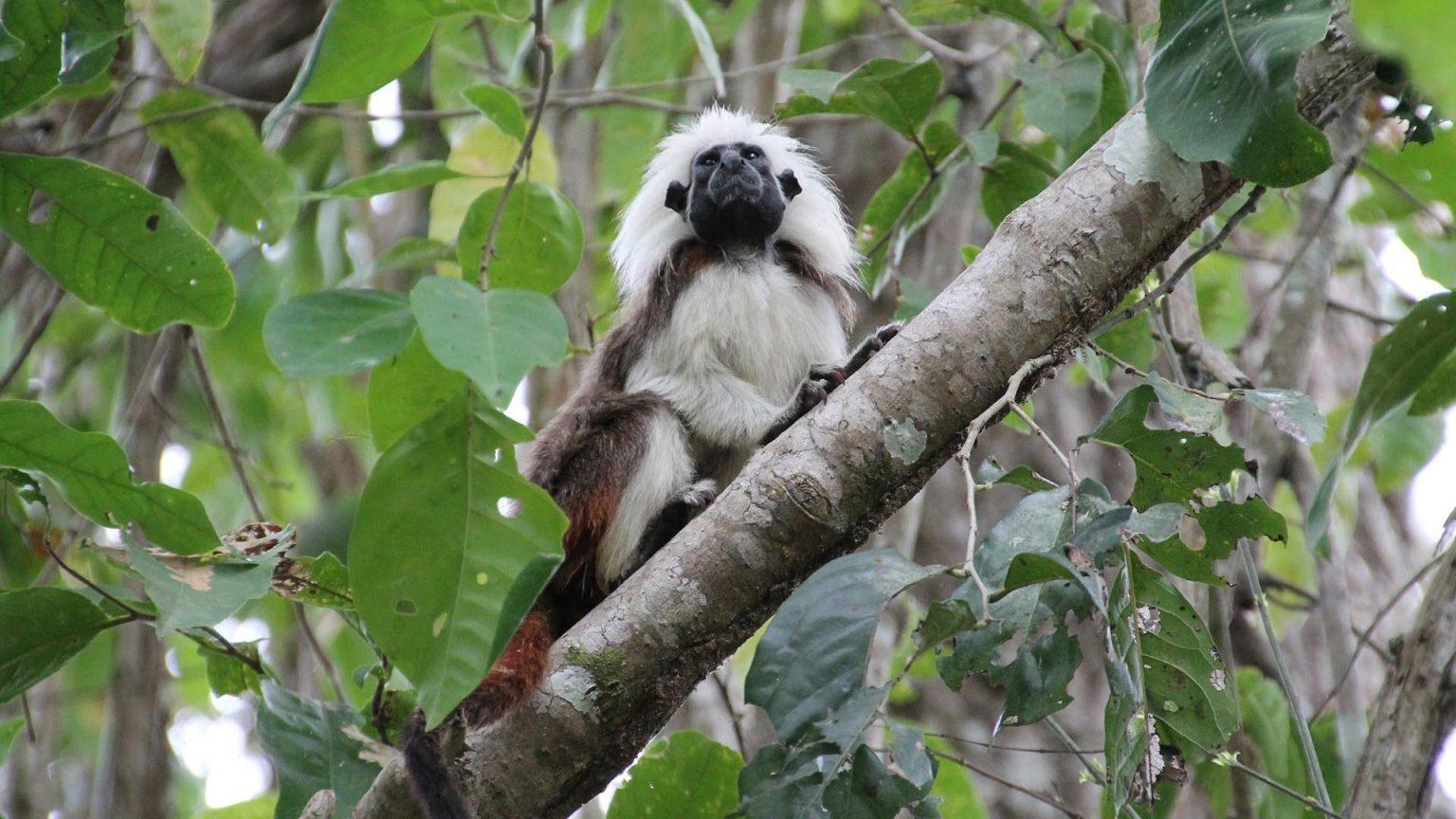 Cotton Top Tamarin – Facts, Description, Conservations Status, Pictures