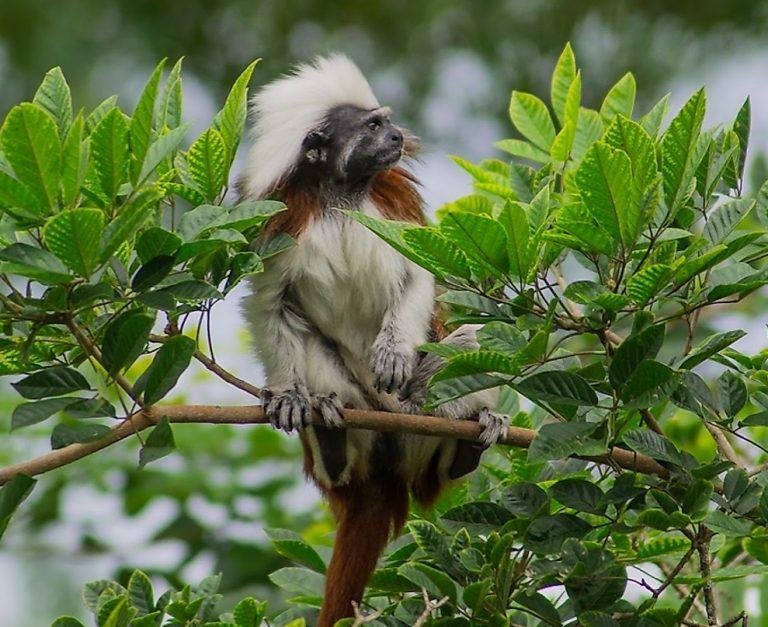 Cotton Top Tamarin – Facts, Description, Conservations Status, Pictures