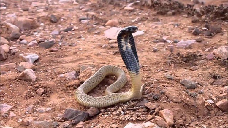 Egyptian Cobra - Facts, Description, Diet, Pictures, and More